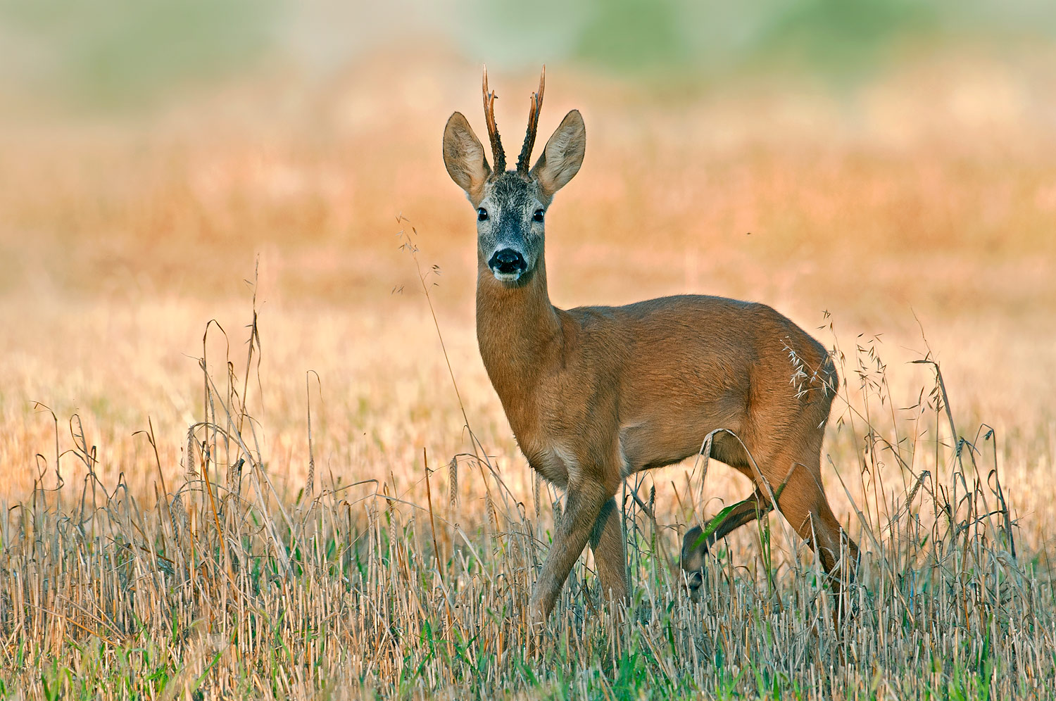 Sarny | Muflony – Fotografia przyrodnicza | Henryk Kościelny