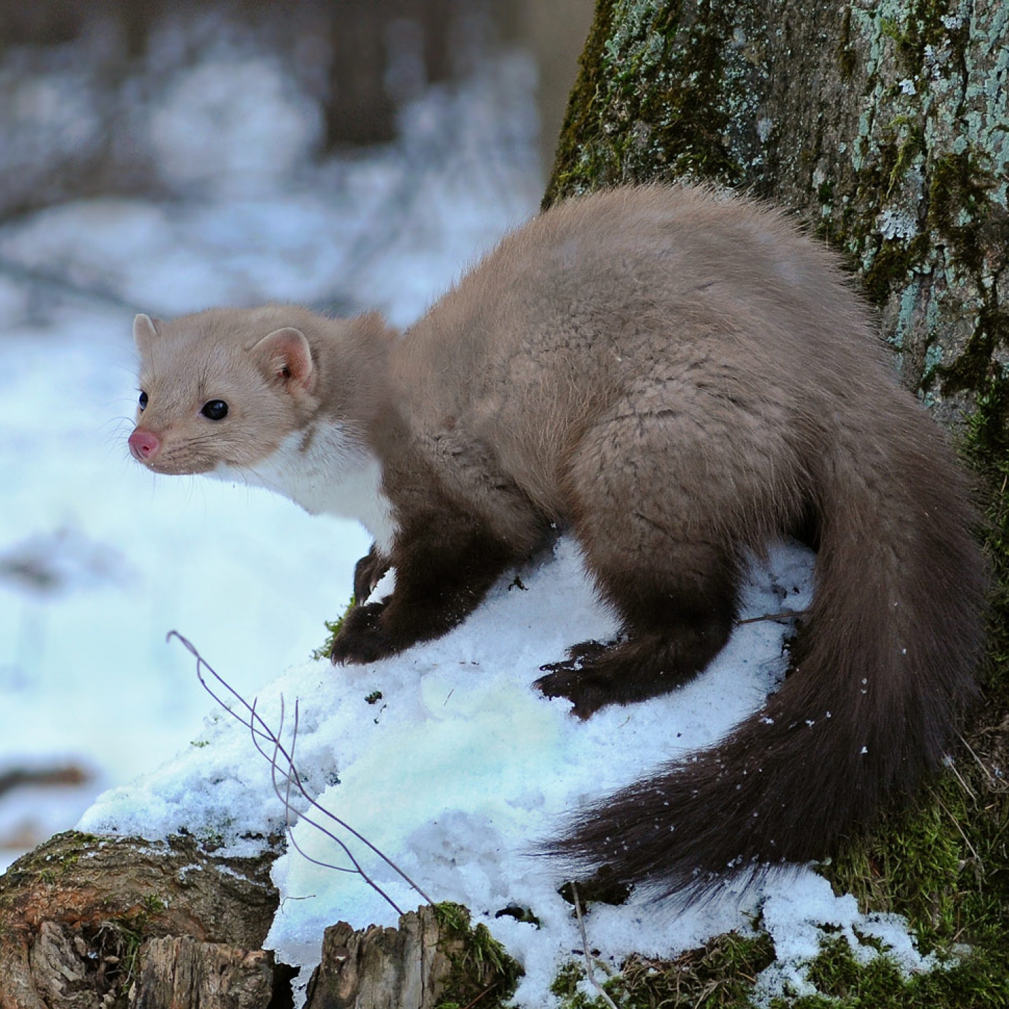 Ssaki drapieżne – Fotografia przyrodnicza | Henryk Kościelny